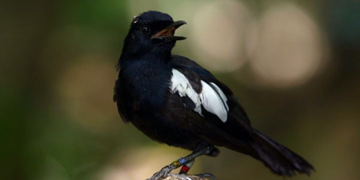 To catch a magpie robin - Cousin Island